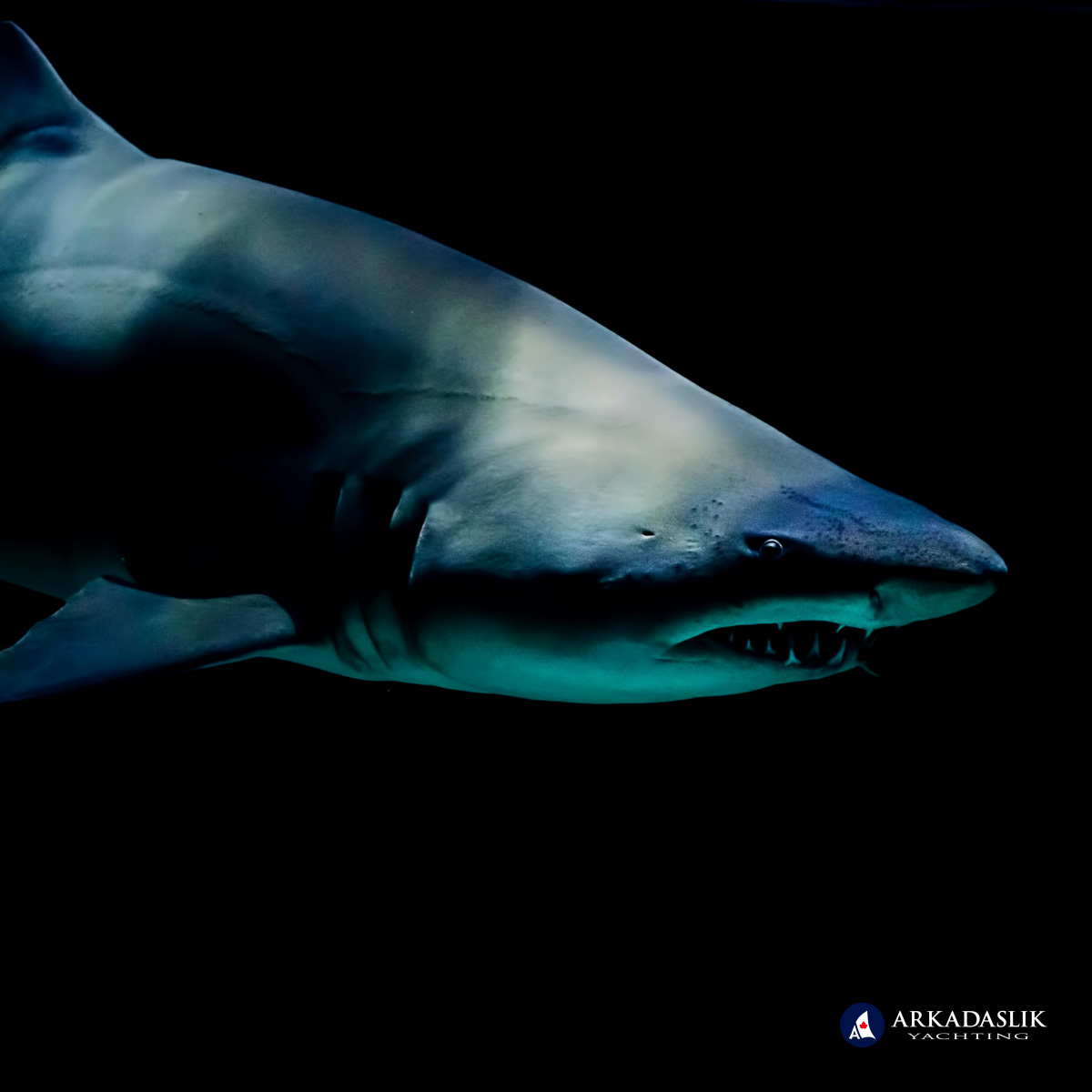 Mediterranean Sea Sharks